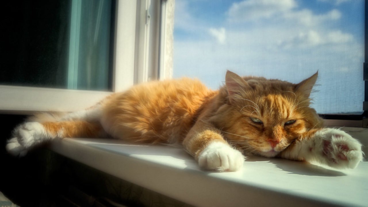 Blog » Cute Kittens Club